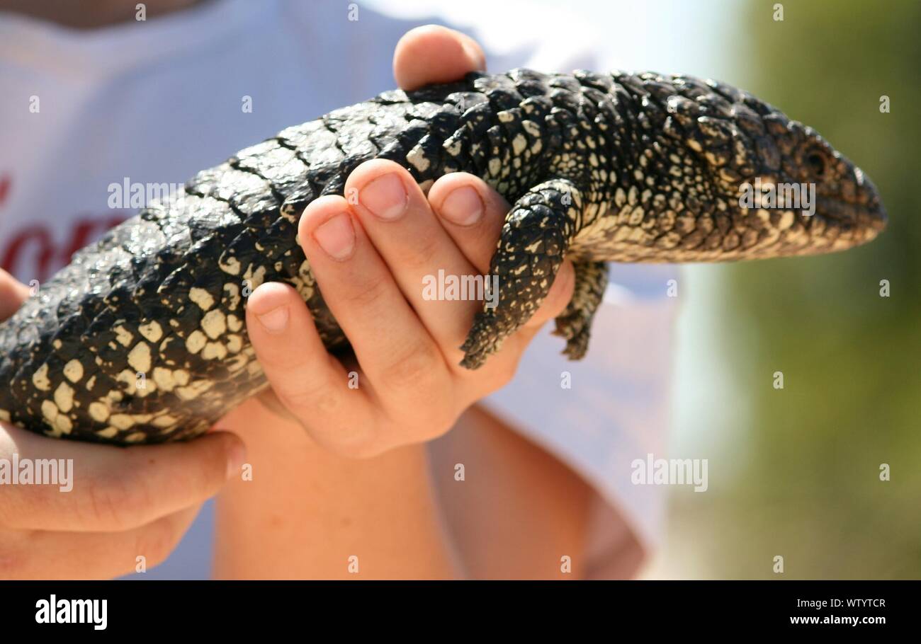 Holding Lizard High Resolution Stock Photography and Images - Alamy