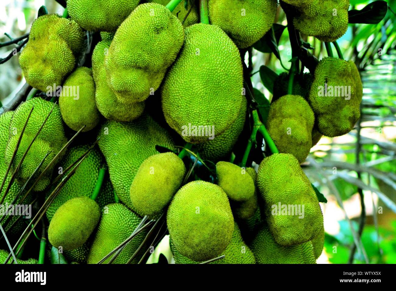 Jack fruit tree hi-res stock photography and images - Alamy