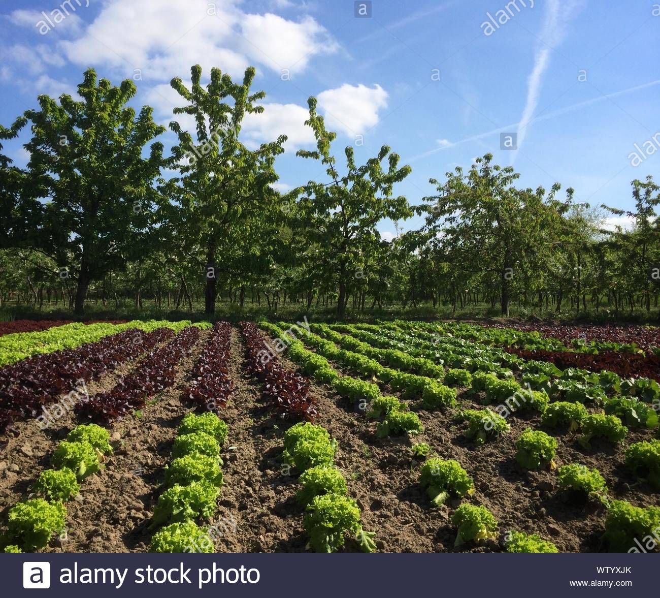 Lettuce Field Stock Photos & Lettuce Field Stock Images - Alamy
