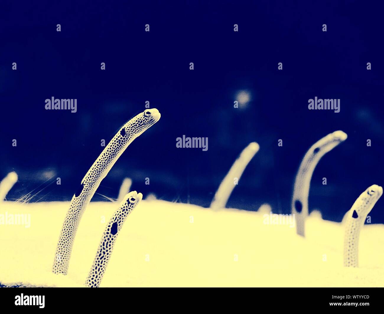 Congridae hi-res stock photography and images - Alamy