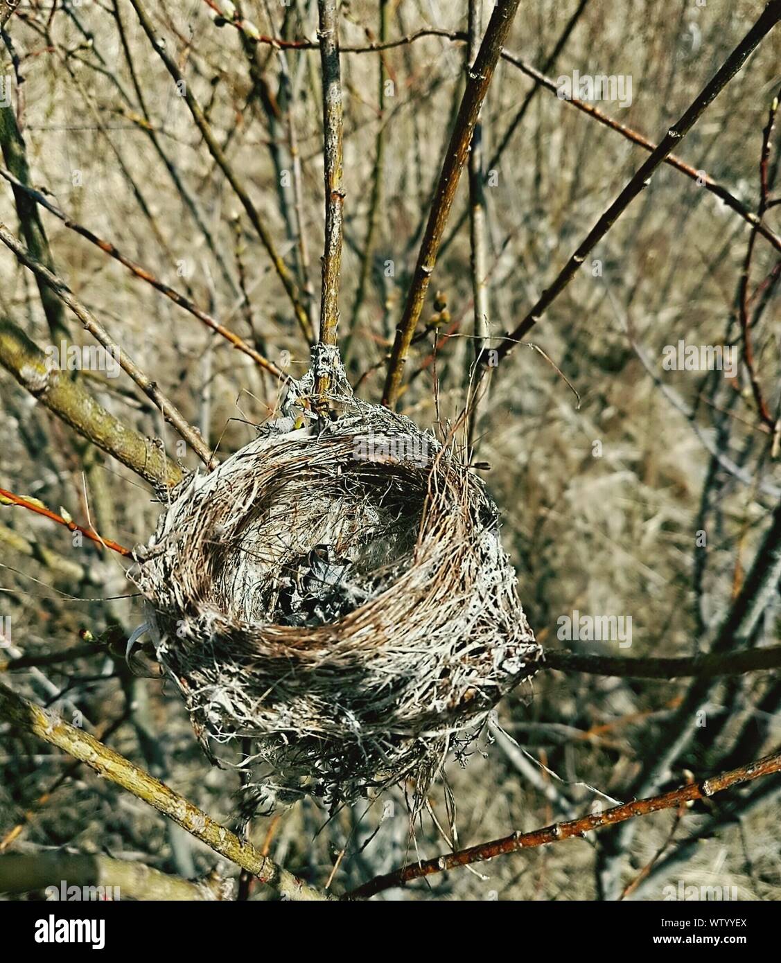 Twig nest in tree hi-res stock photography and images - Alamy