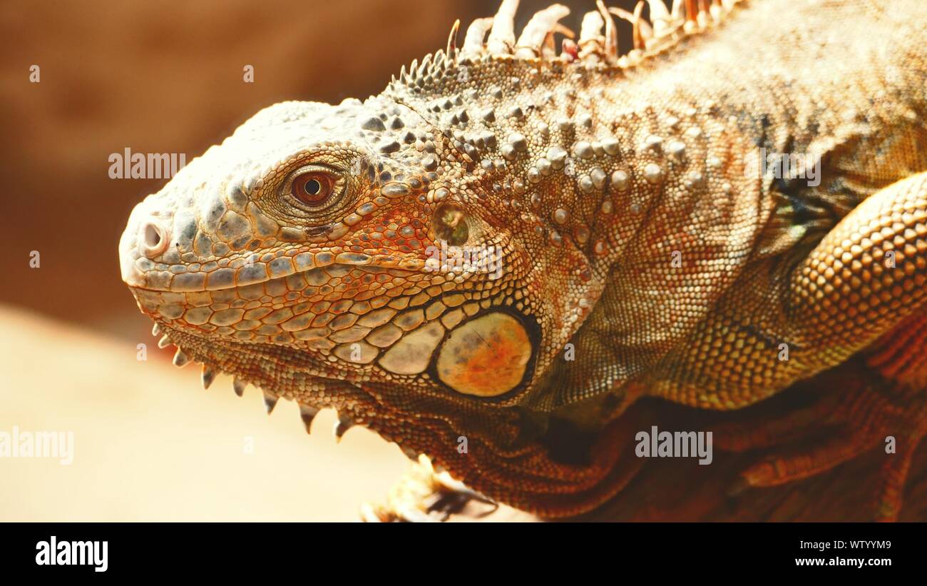 Bumpy Lizard High Resolution Stock Photography and Images - Alamy