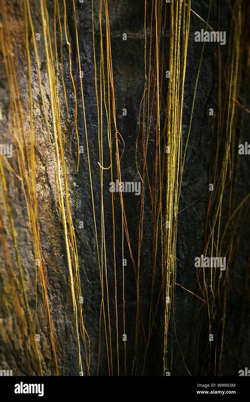 Tree roots rock hi-res stock photography and images - Alamy