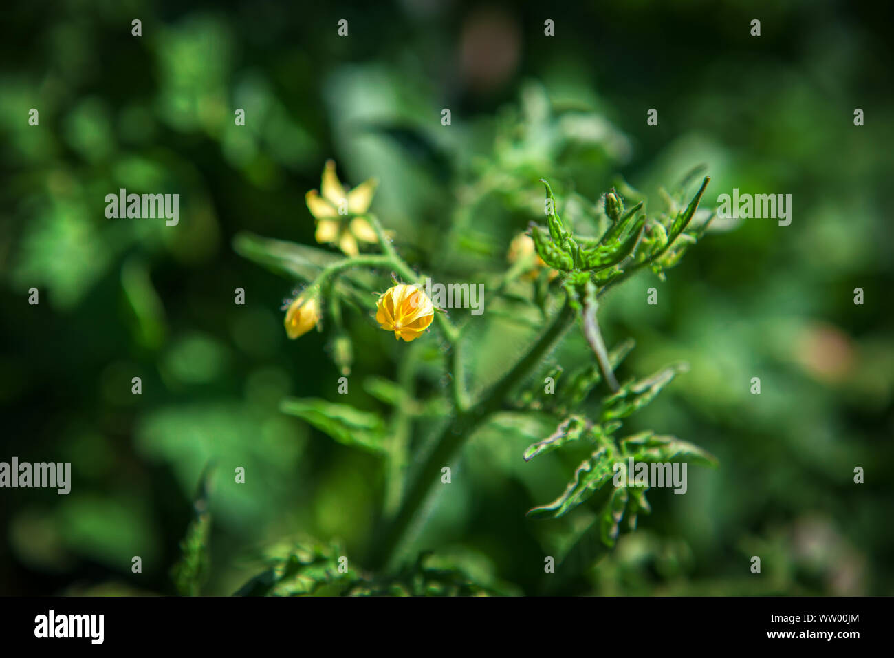 Tomato pollination hi-res stock photography and images - Alamy