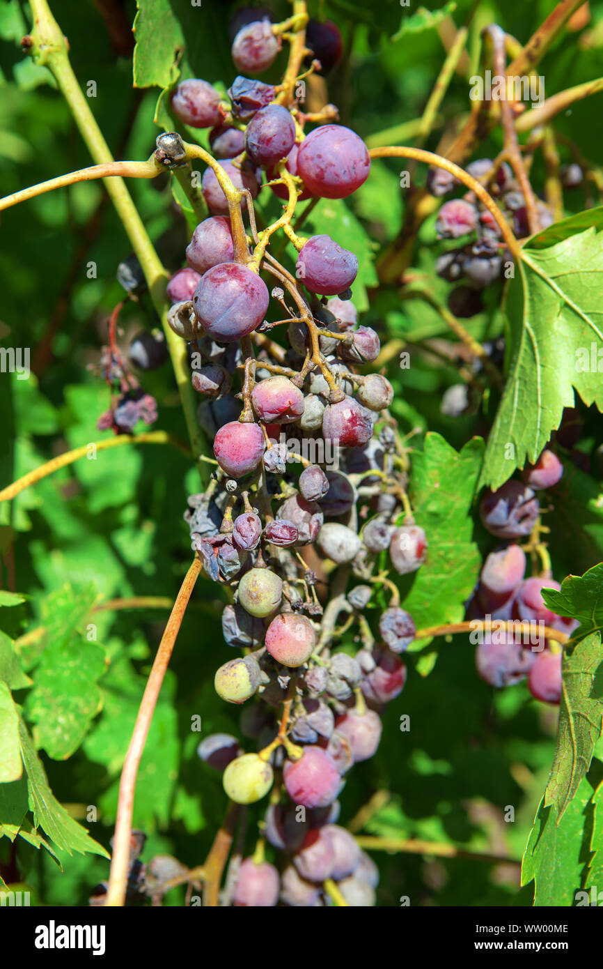 Rotten berries hi-res stock photography and images - Alamy