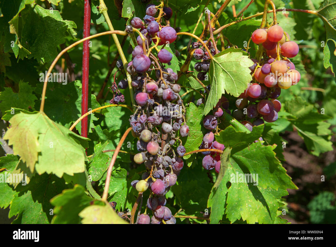 Rotten grapes hi-res stock photography and images - Alamy