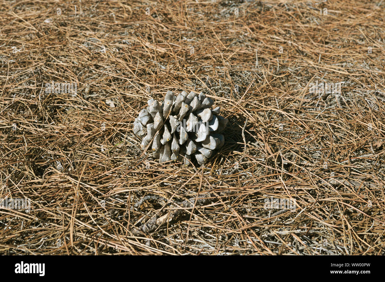 Pinus pinea cone hi-res stock photography and images - Alamy