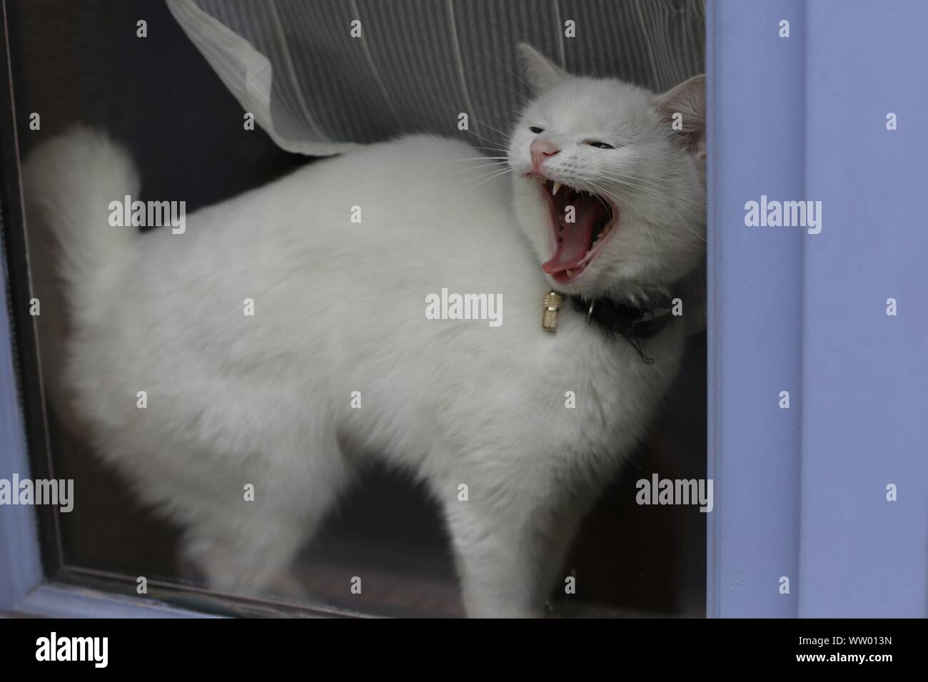 Snarling Cat High Resolution Stock Photography and Images - Alamy