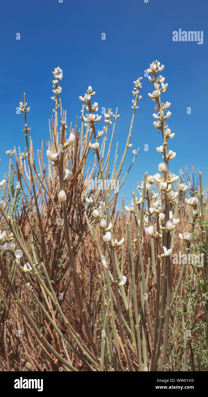 The white flowers of Spartocytisus supranubius known locally as Retama ...