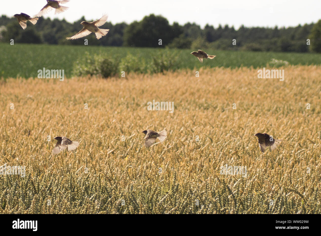 Sparrows wheat field hi-res stock photography and images - Alamy