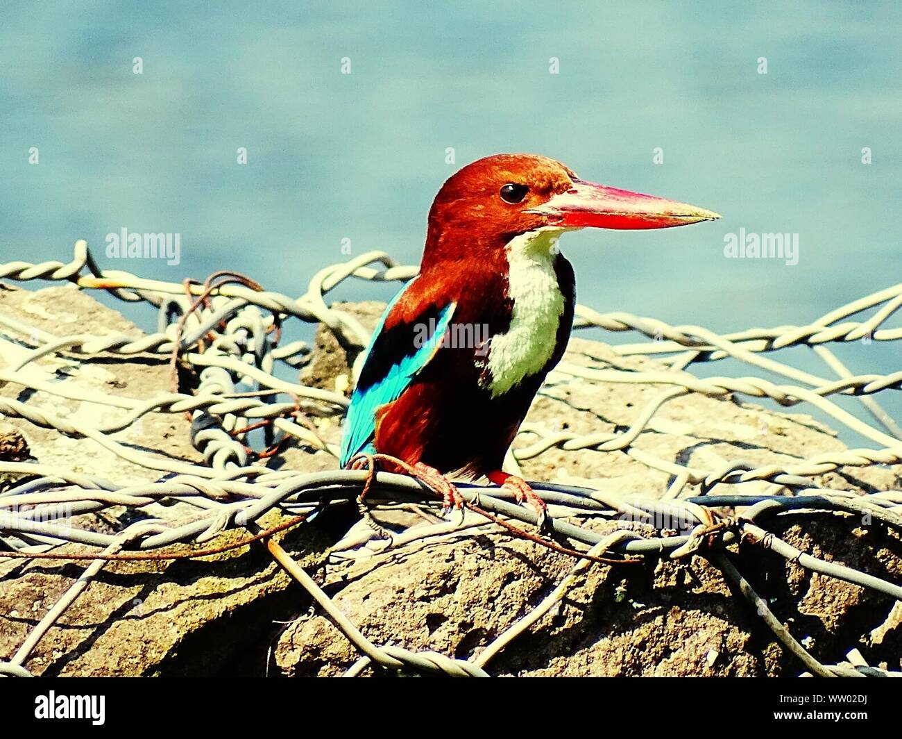 Kingfisher up close hi-res stock photography and images - Alamy