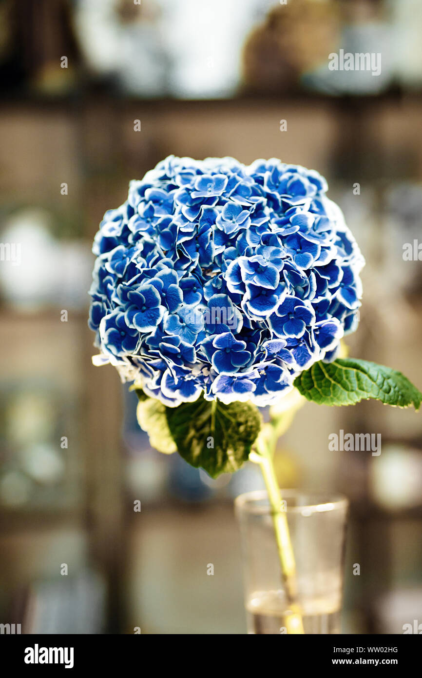 close up shot of blue hydrangea in glass vase on the wooden table Stock ...