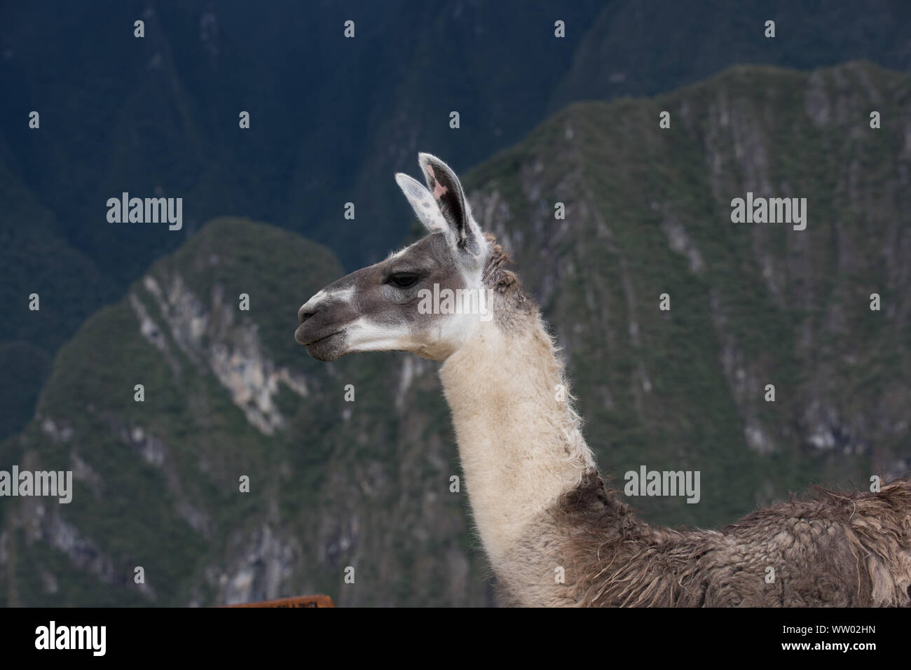 Side View Of A Llama Against Mountains Stock Photo - Alamy