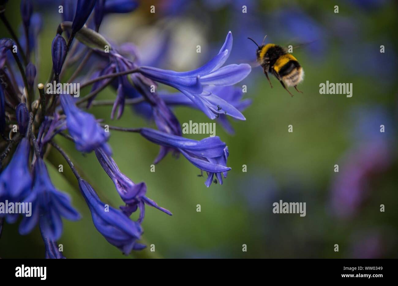 Bumblebee close up flying hi-res stock photography and images - Alamy