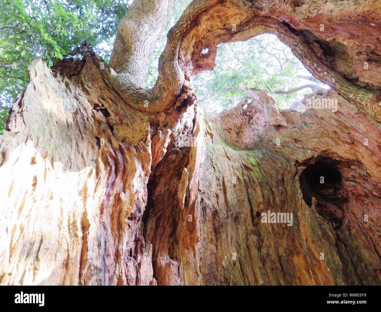 Tree formation hi-res stock photography and images - Alamy