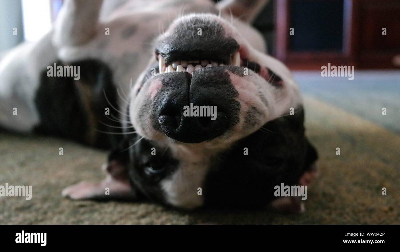 American staffordshire terrier teeth hi-res stock photography and ...