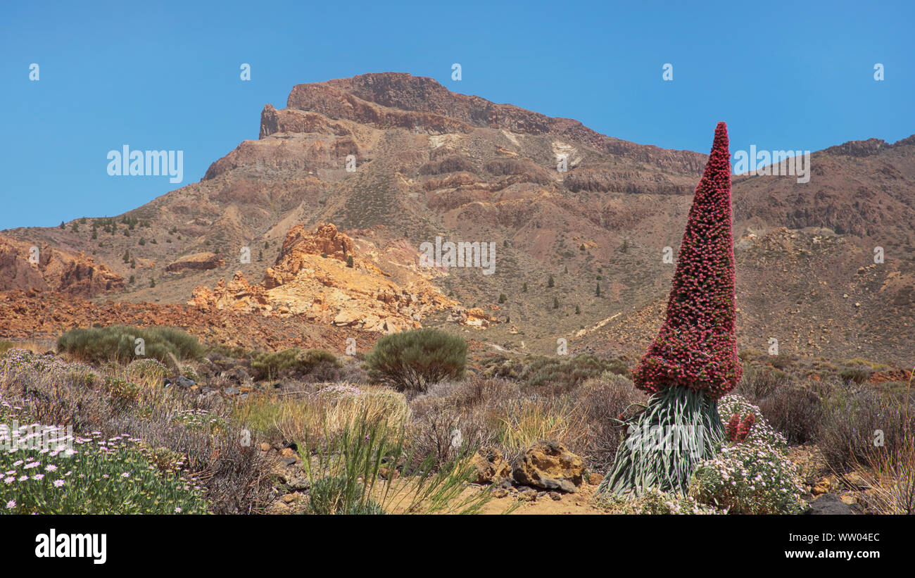 Echium wildpretii also known as Tajinaste rojo flower, protected ...
