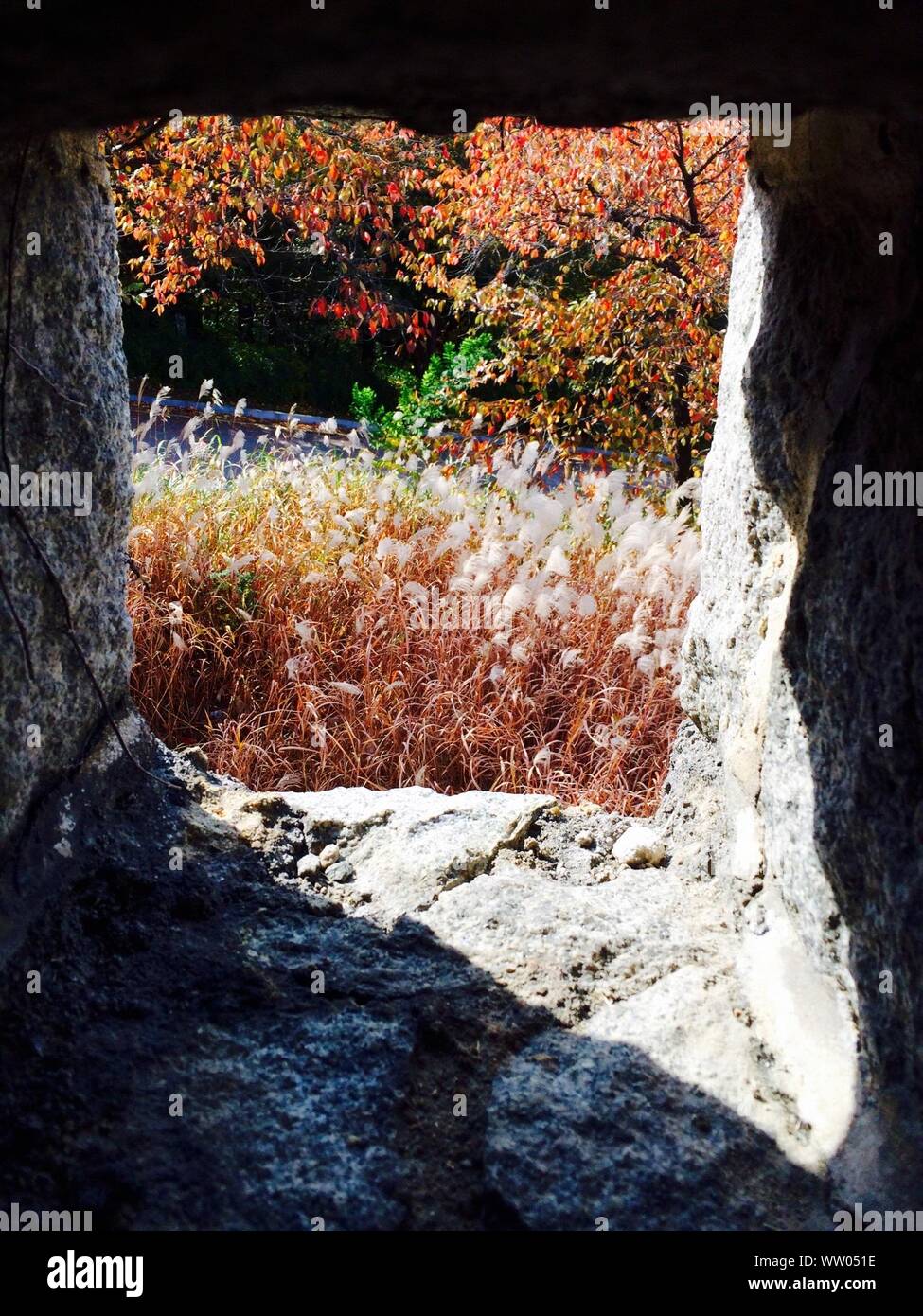 Inside grass hi-res stock photography and images - Alamy