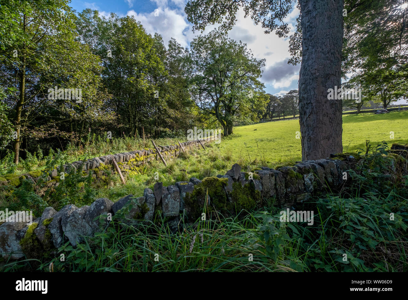 Dry stone wall and field near Haworth in West Yorkshire, England, ideal ...