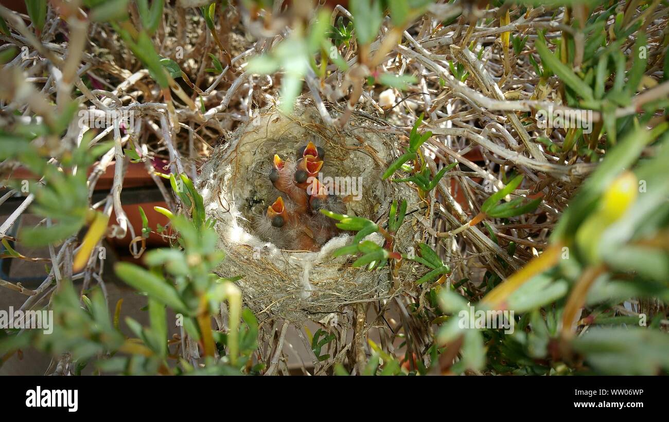 Young finches hi-res stock photography and images - Alamy