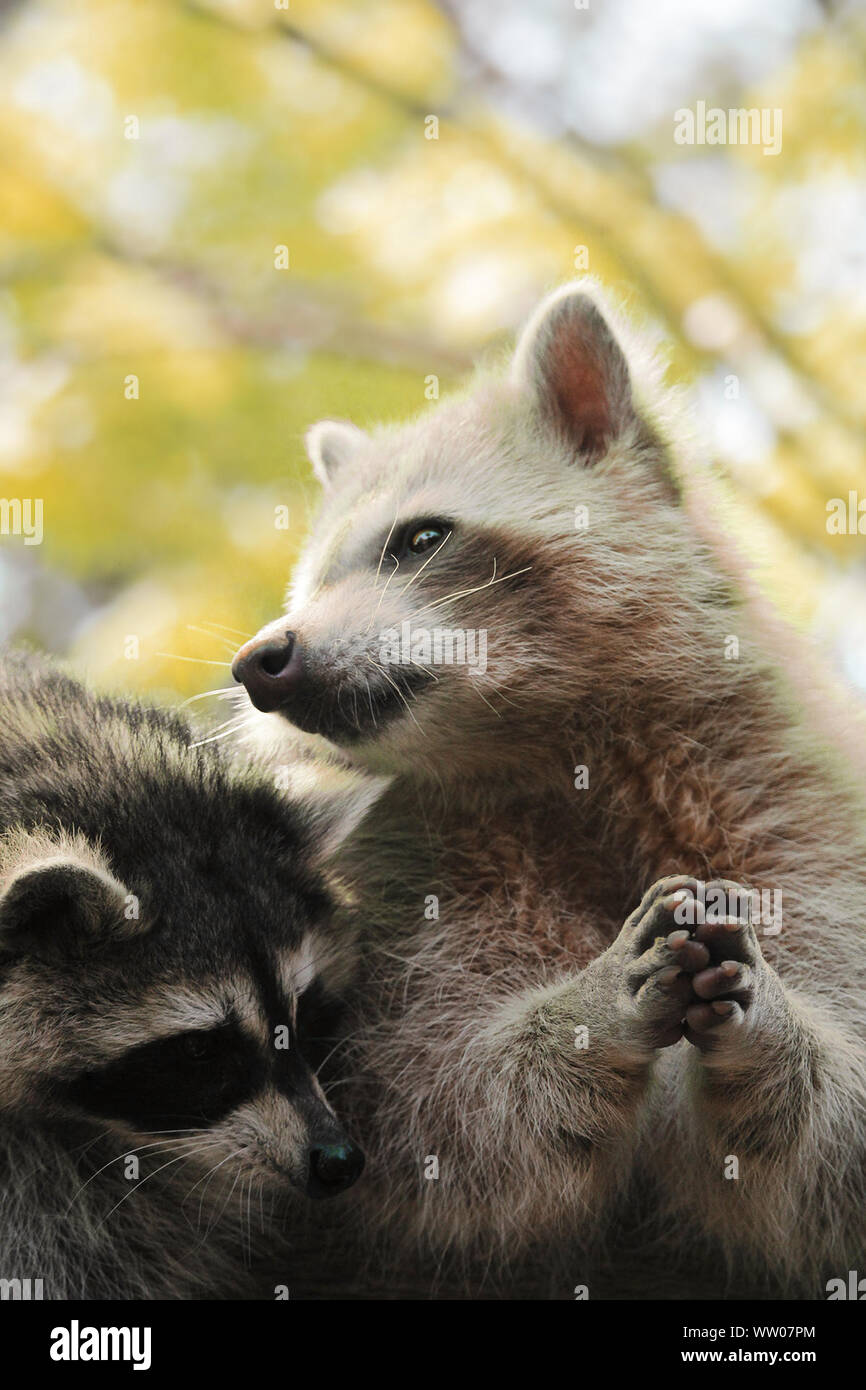 Raccoons hi-res stock photography and images - Alamy