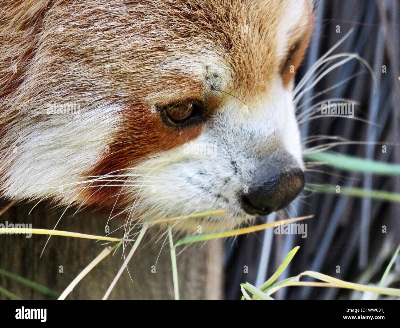 Panda Nose High Resolution Stock Photography and Images - Alamy