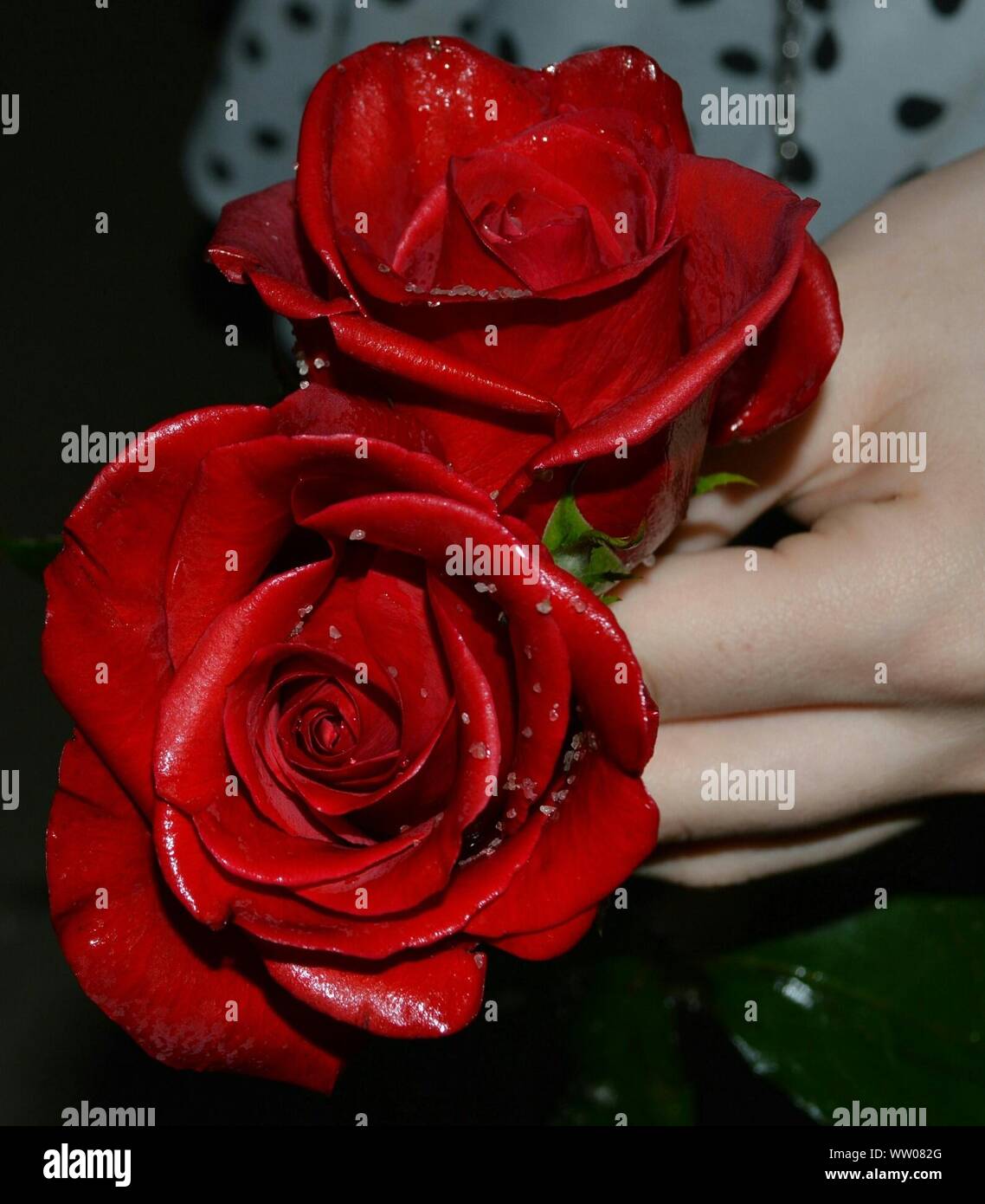 Red roses hand hi-res stock photography and images - Alamy