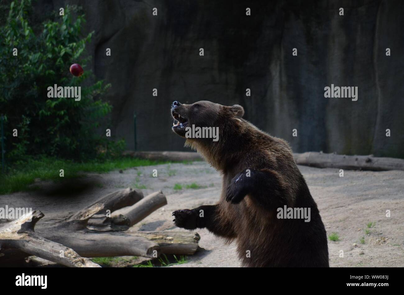 Bear standing in forest hi-res stock photography and images - Alamy