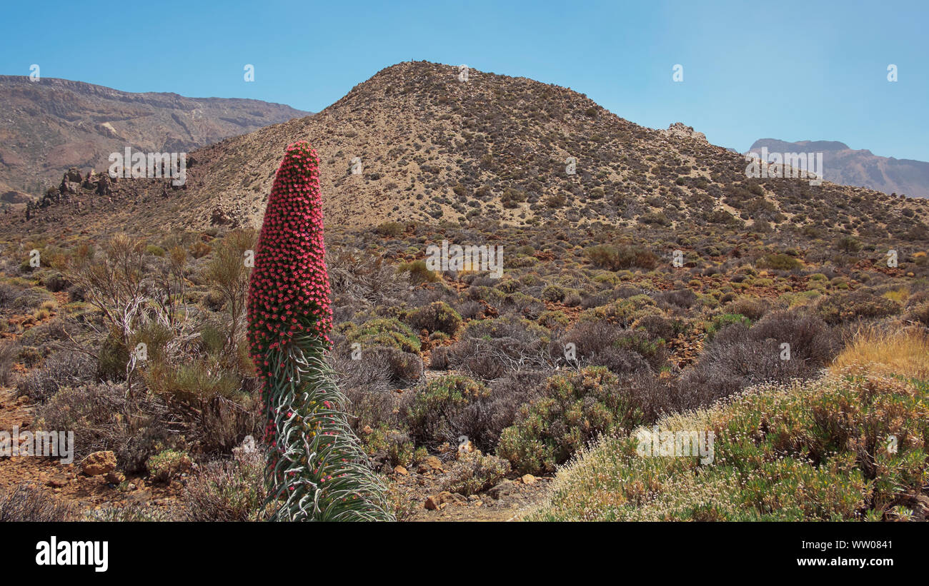 Tajinaste rojo hi-res stock photography and images - Alamy