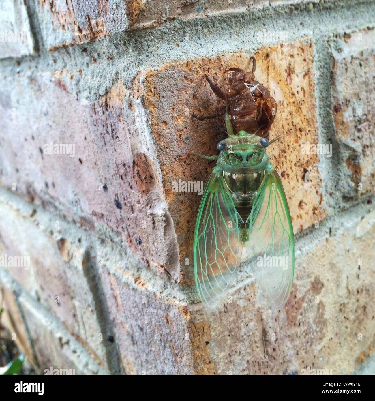 Insect Fighting High Resolution Stock Photography and Images - Alamy