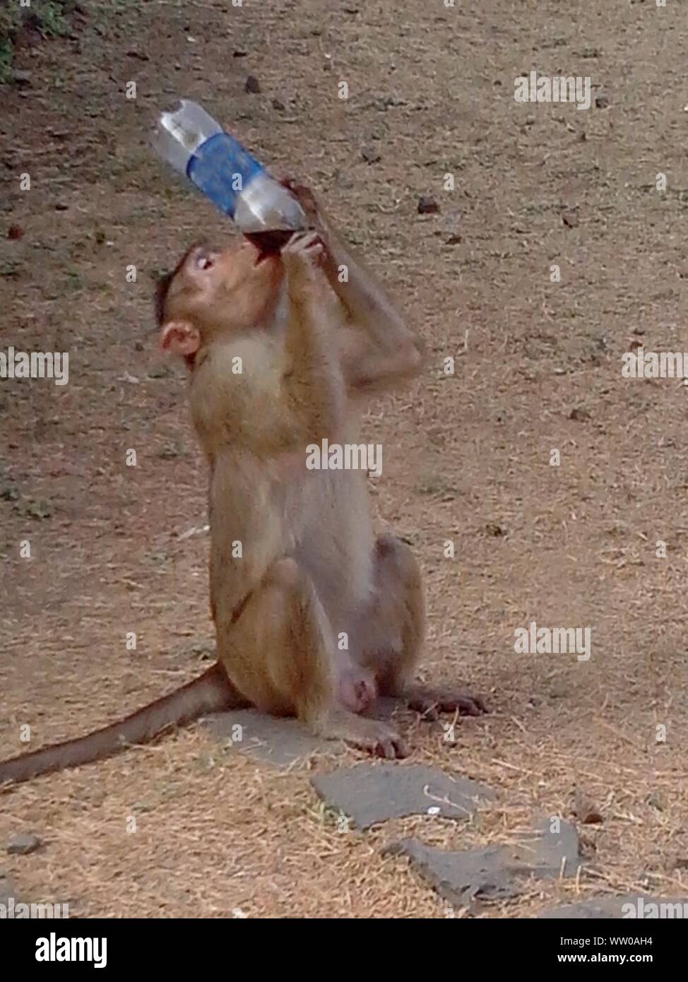Monkey drinking hi-res stock photography and images - Alamy