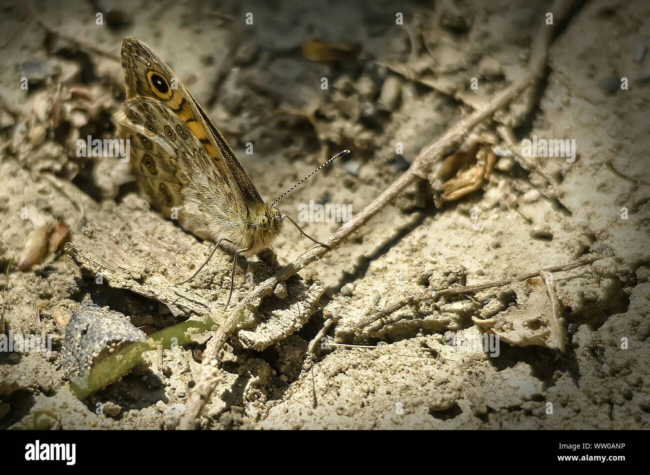 Butterfly full view hi-res stock photography and images - Alamy