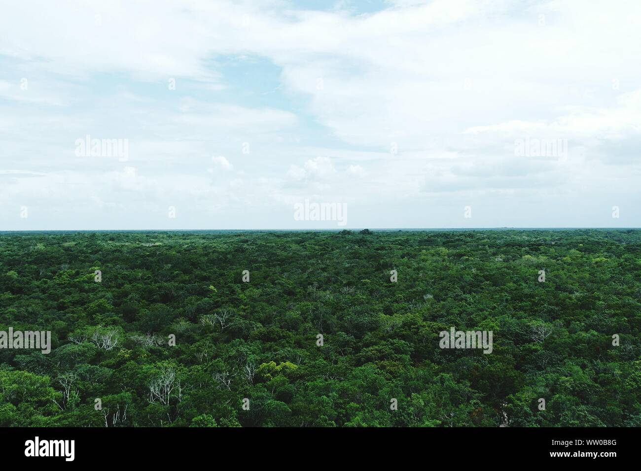 Horizon with rainforest hi-res stock photography and images - Alamy