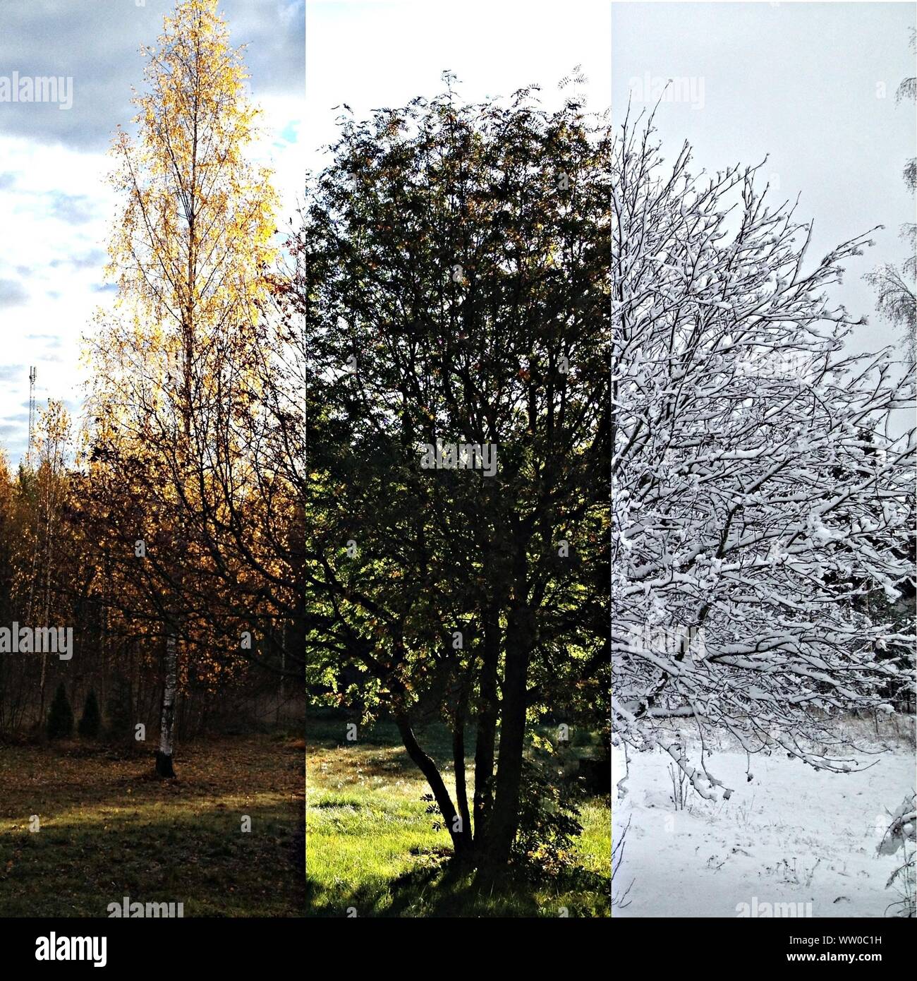 Change Seasons Tree High Resolution Stock Photography and Images - Alamy