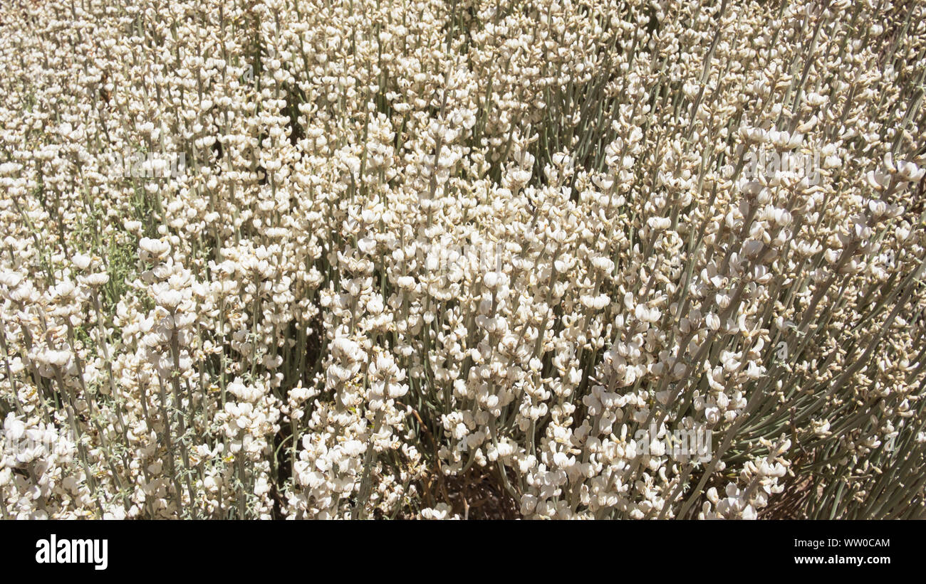 The white flowers of Spartocytisus supranubius known locally as Retama ...