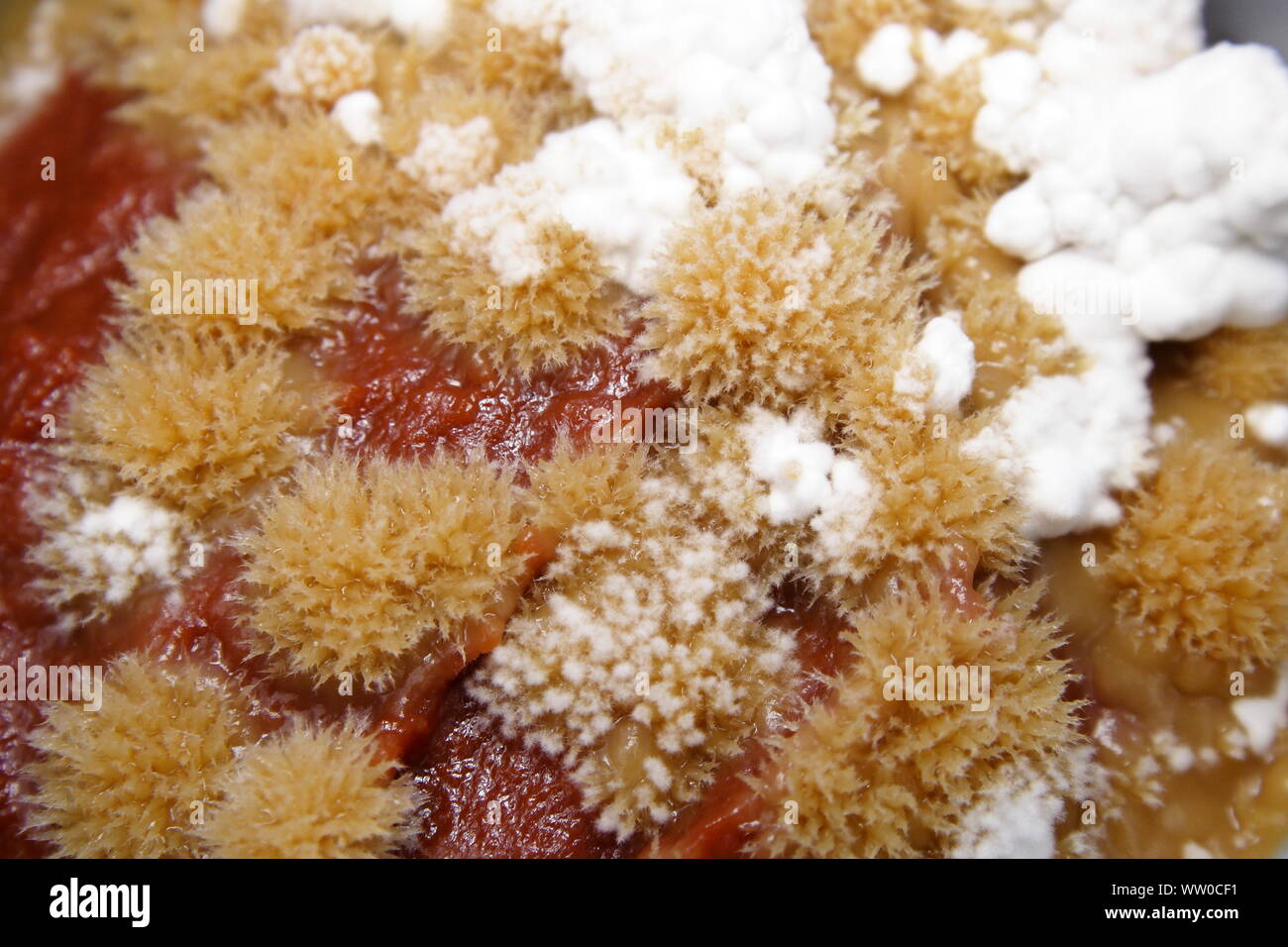 Coral like Fungus Mold growing on tomato paste Stock Photo - Alamy