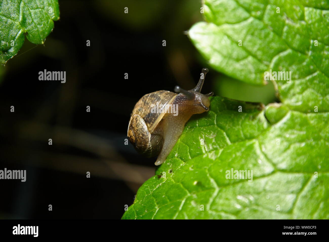 Common Garden Snail on creeping Buttercup weed Stock Photo - Alamy
