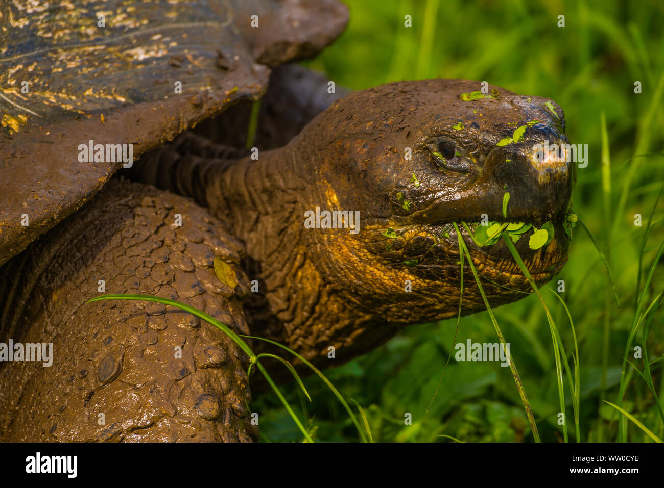Giant tortoise eating plants hi-res stock photography and images - Alamy