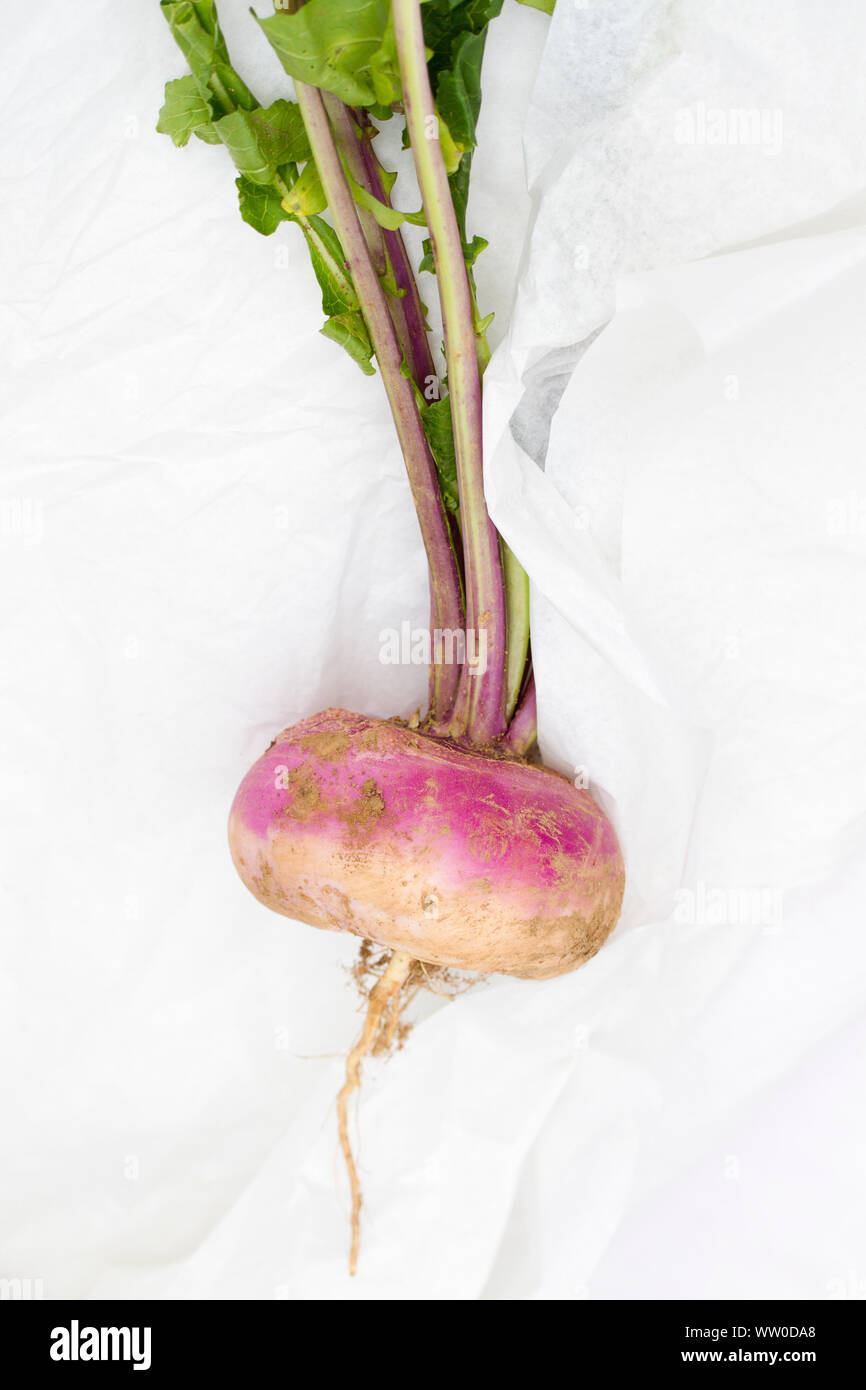 Food vegetable turnip dirt hi-res stock photography and images - Alamy