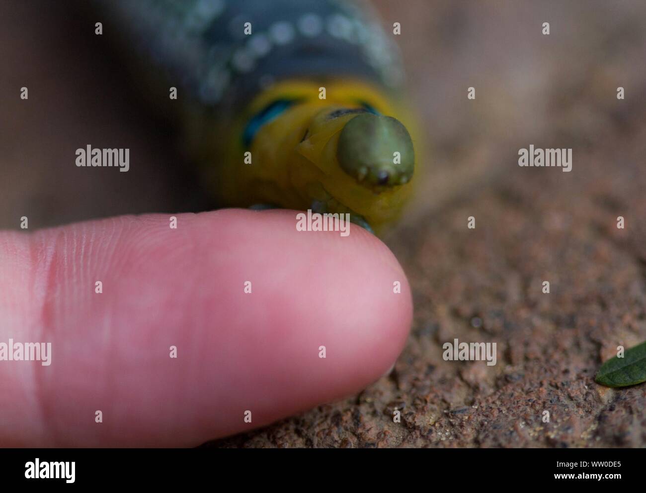 Human caterpillar hi-res stock photography and images - Alamy