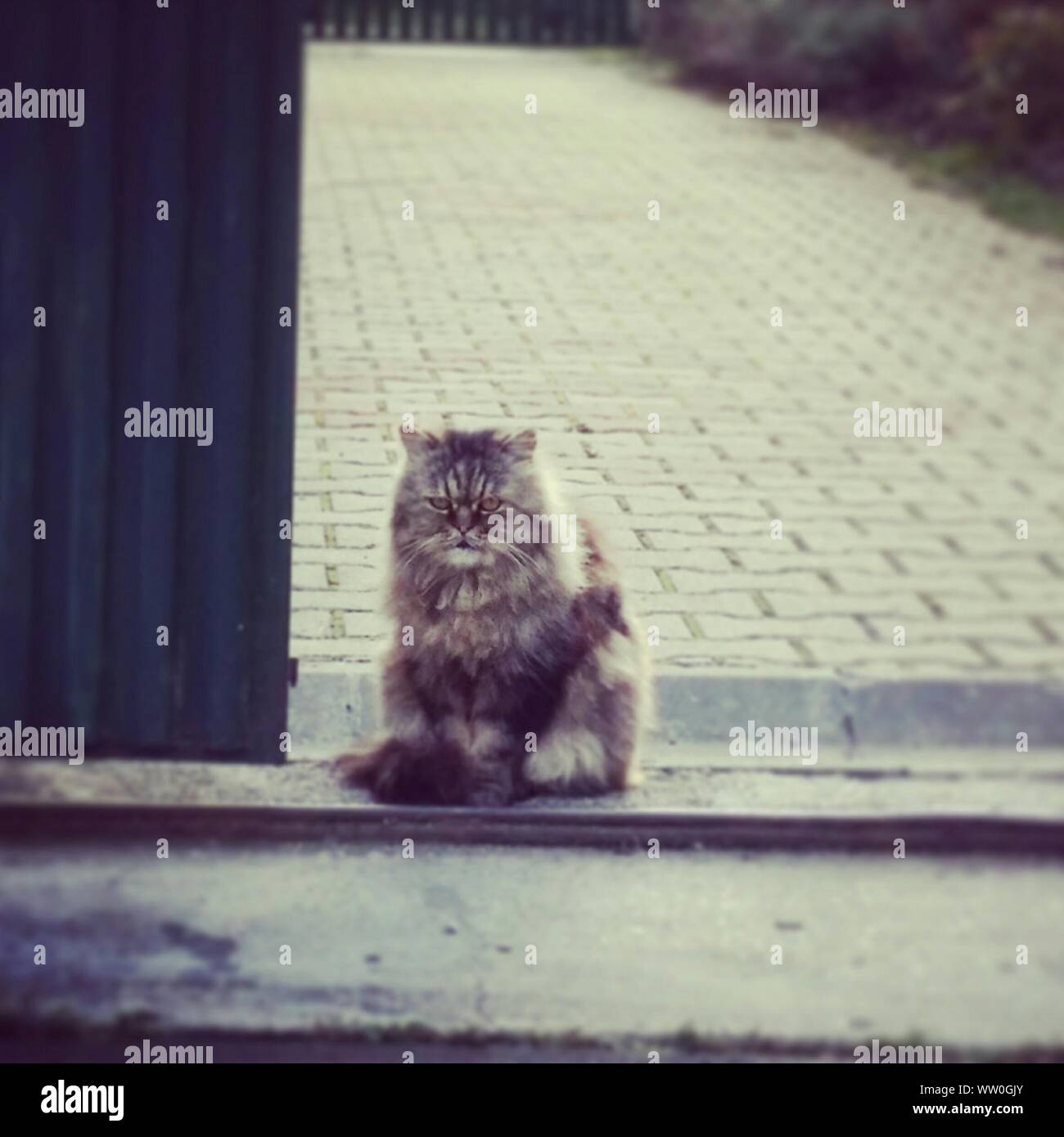 Grumpy cat hi-res stock photography and images - Alamy