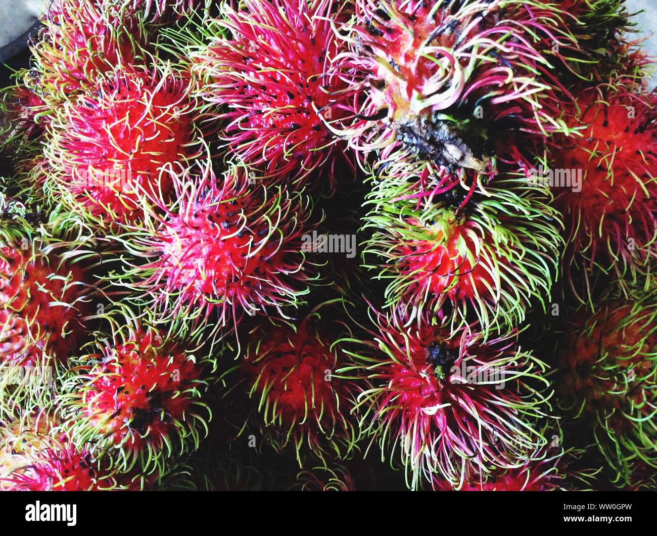 Castor bean hi-res stock photography and images - Alamy