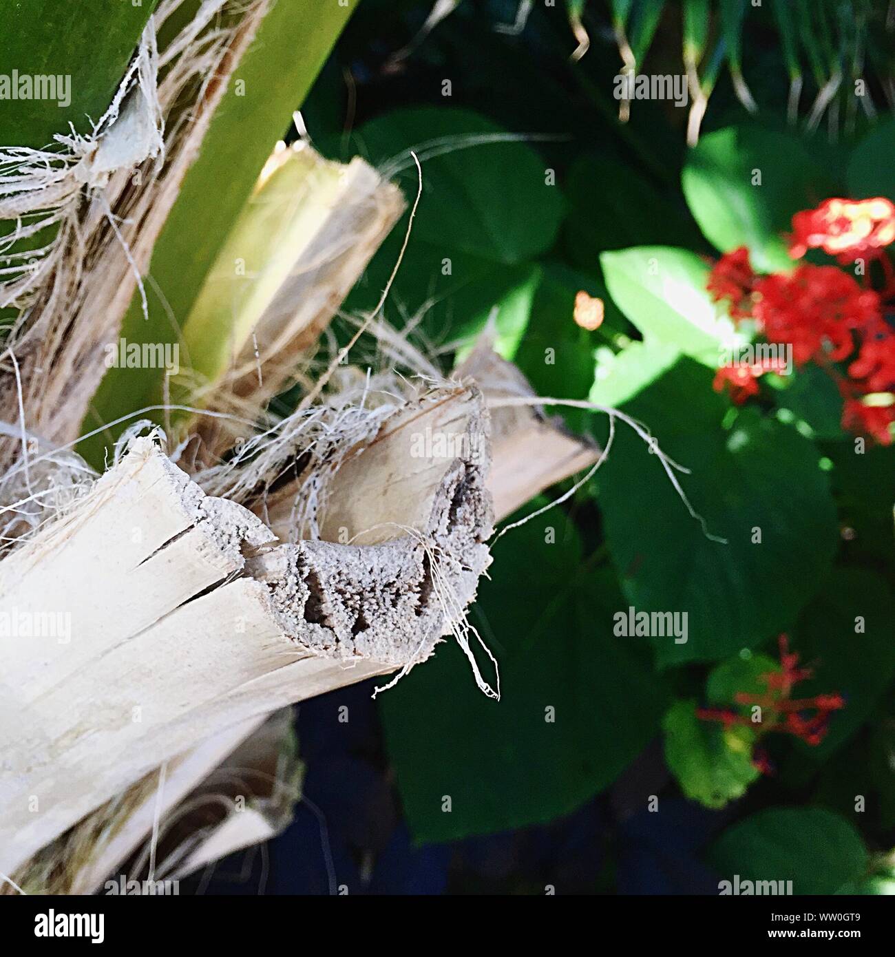 Dead plant garden hi-res stock photography and images - Alamy