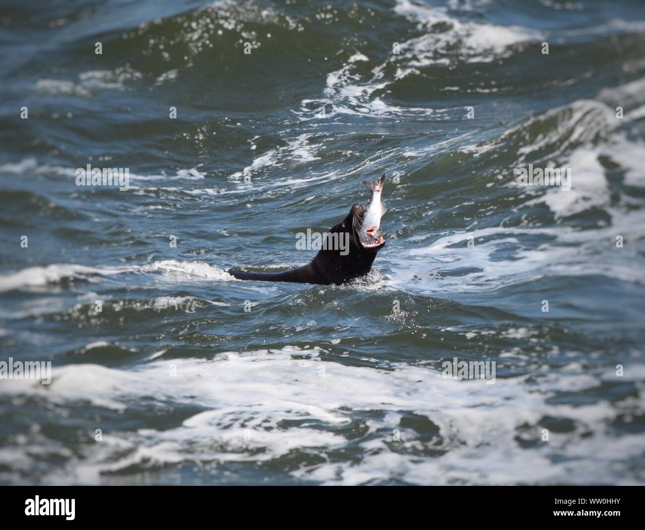 Seal eating fish hi-res stock photography and images - Alamy