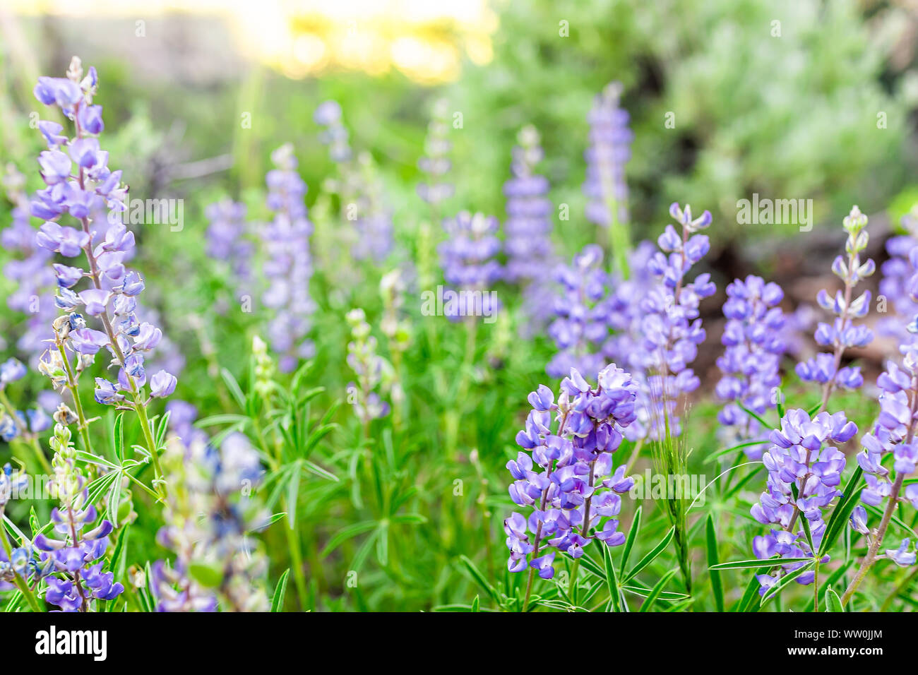 Many purple blue lupine flowers in sunlight on Sunnyside trail hike ...