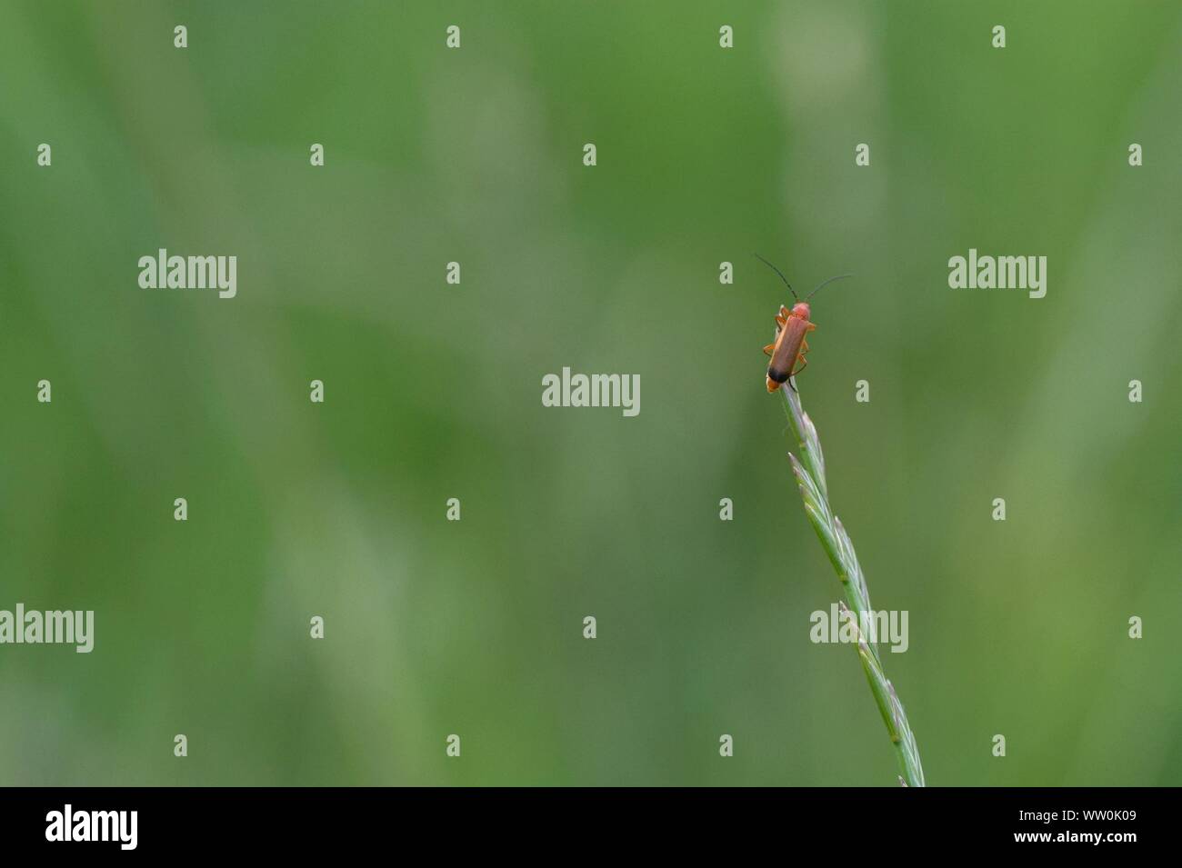 Bug in grass hi-res stock photography and images - Alamy