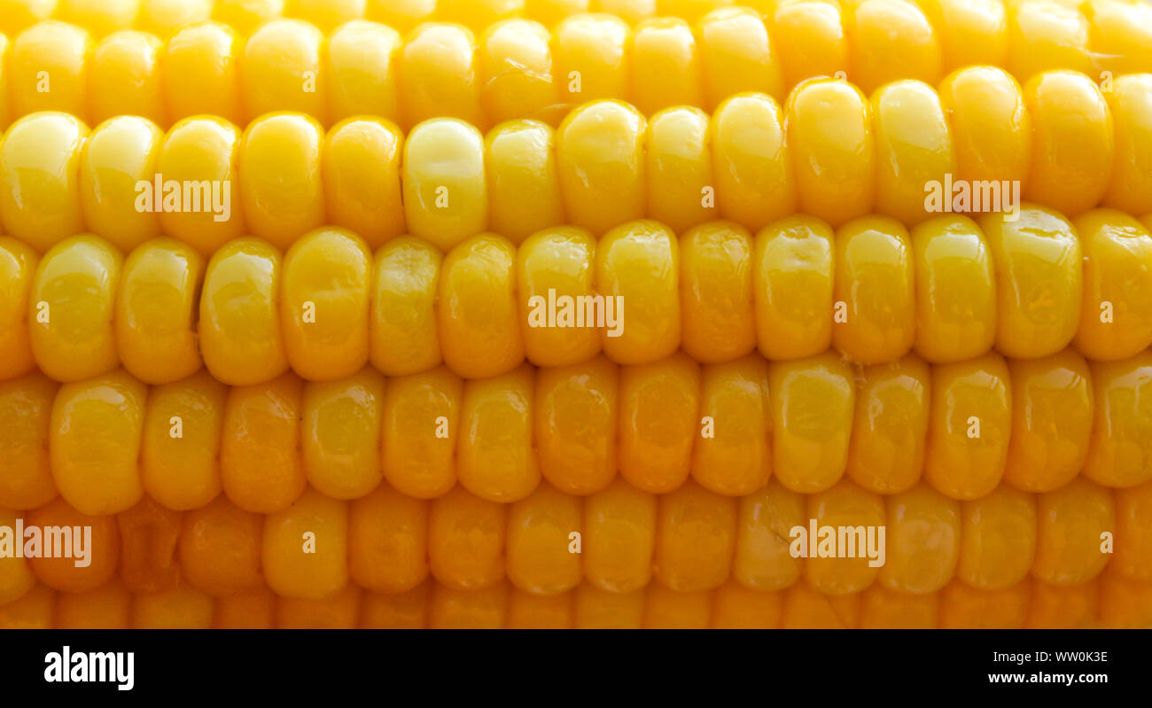 Bright yellow buttered corn cob background. Closeup of shiny boiled ...