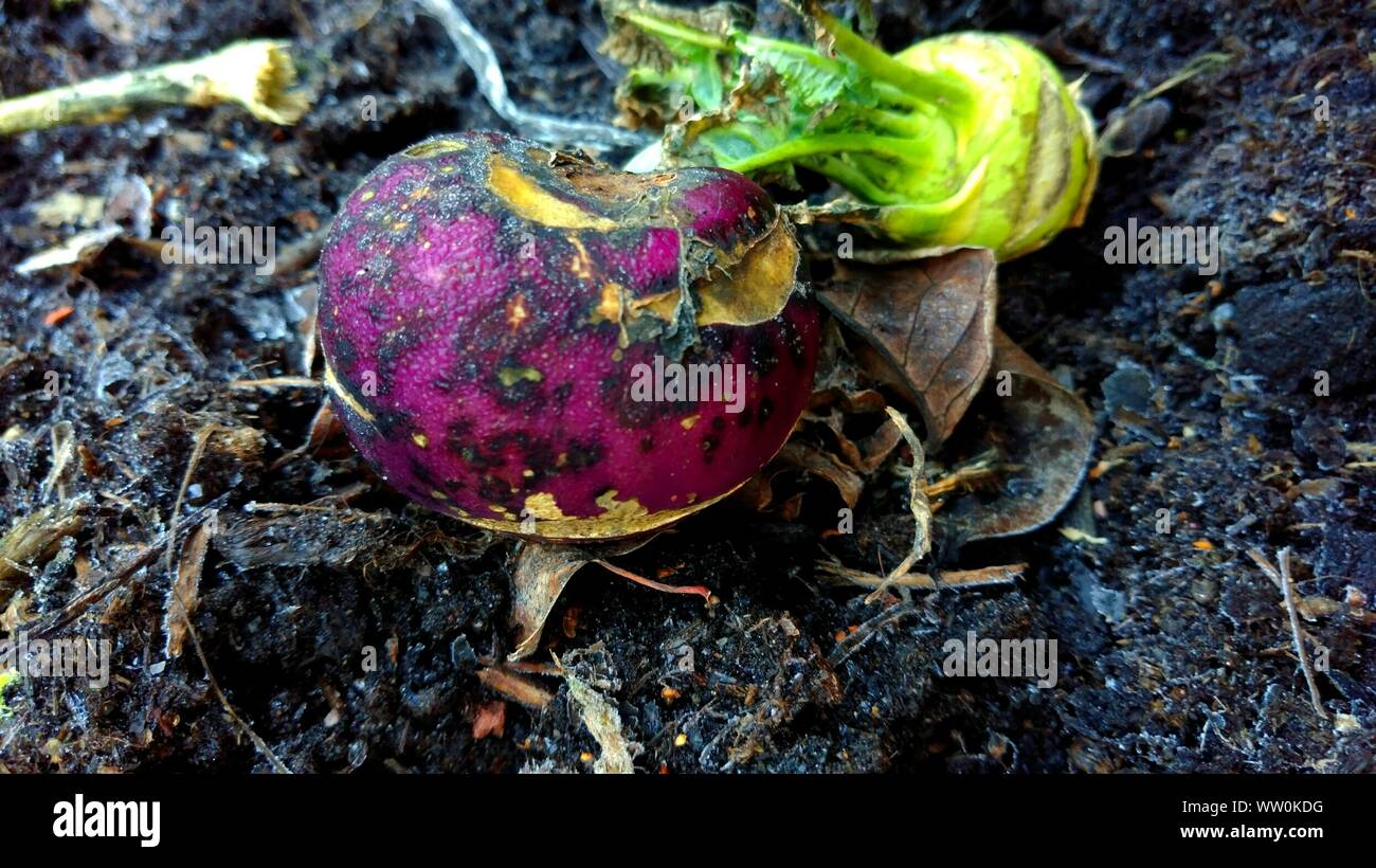 Rotting Vegetables High Resolution Stock Photography and Images - Alamy