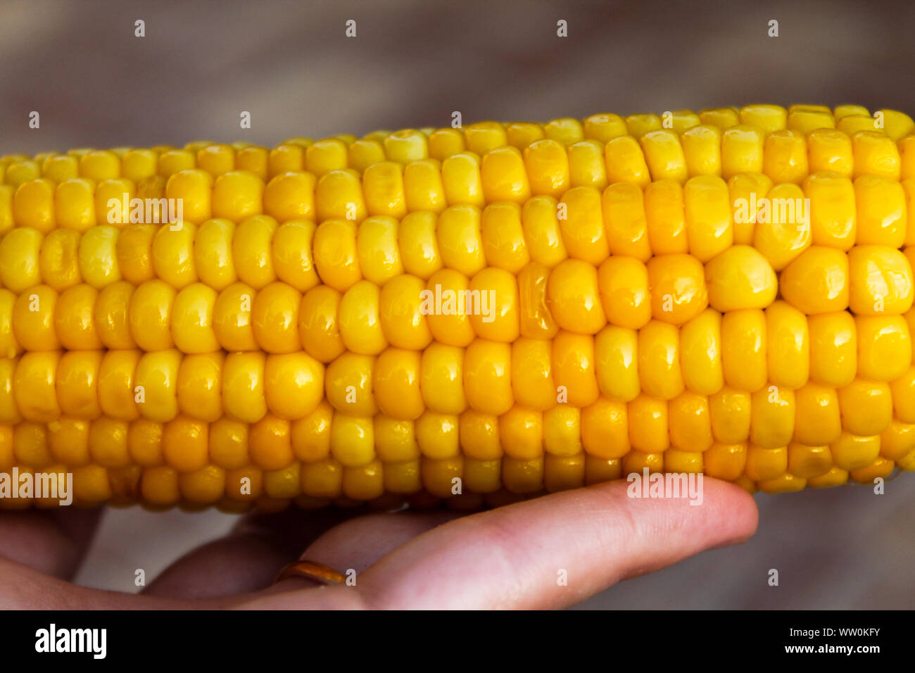 Bright yellow buttered corn cob in womans' hand. Closeup of shiny ...
