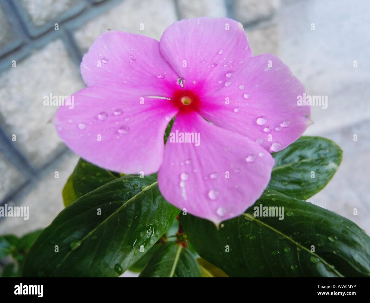 Periwinkle Flower High Resolution Stock Photography and Images - Alamy